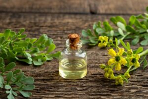 Rue: how to grow & use Ruta graveolens - Plantura