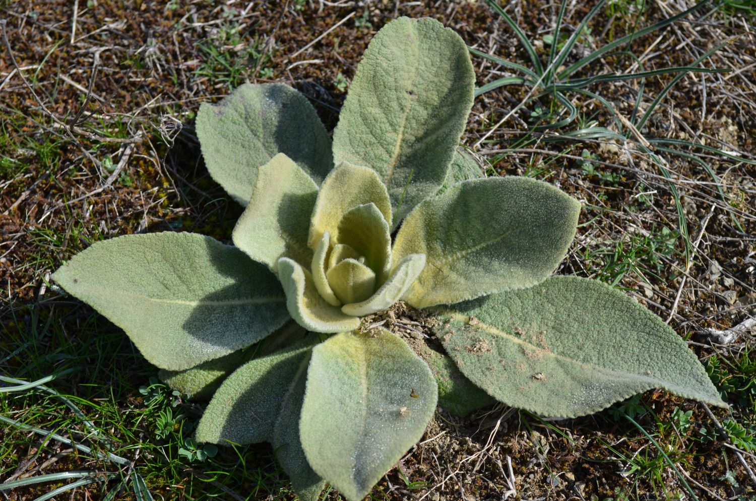 Verbascum: mullein flower, varieties & use - Plantura