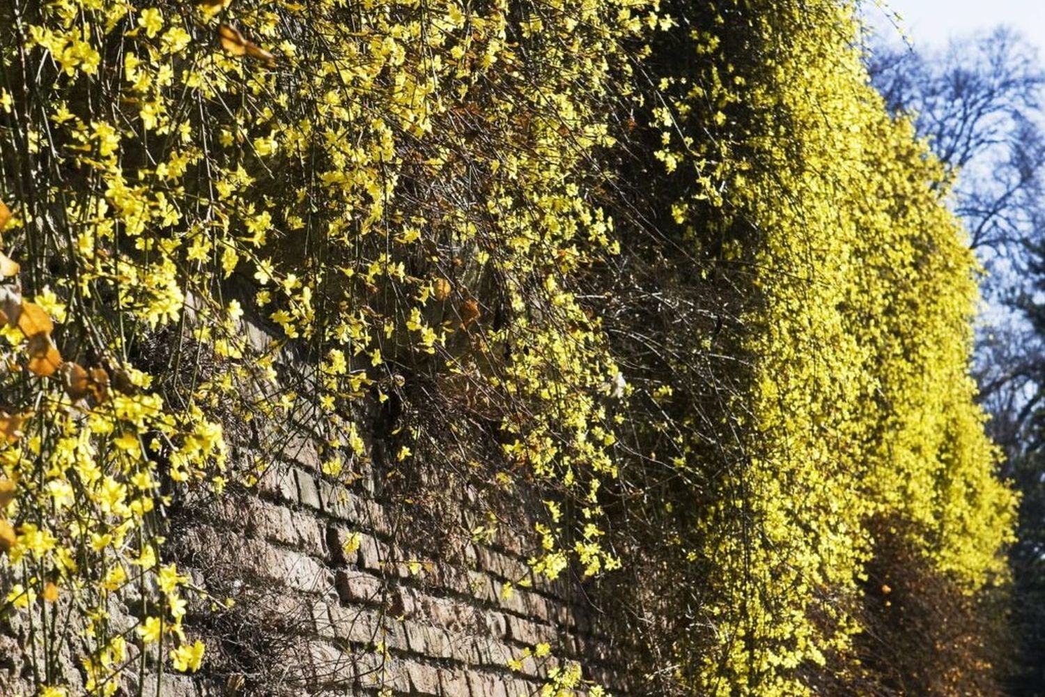 Evergreen climbers: climbing plants for privacy - Plantura