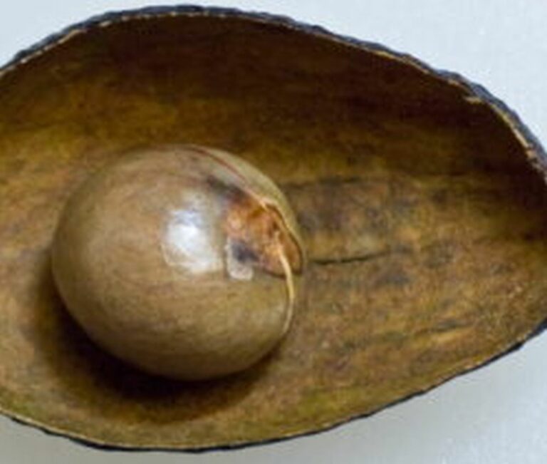 How to grow an avocado from the stone - Plantura