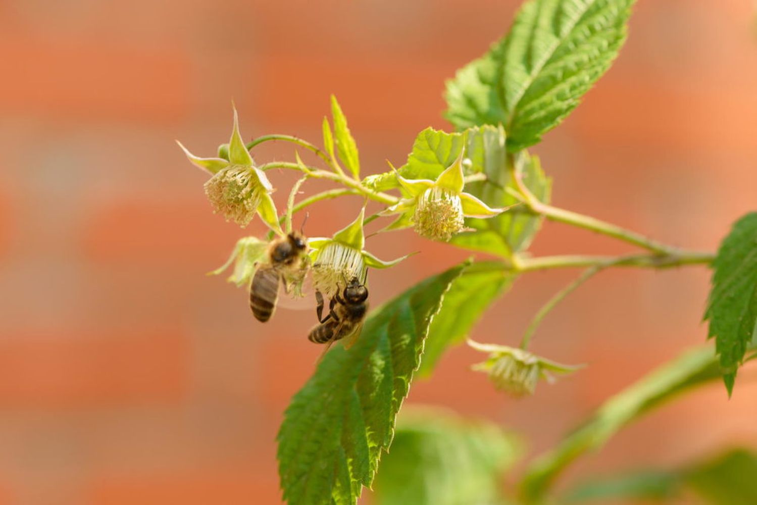 Bee-friendly plants: the 10 best plants for bees - Plantura