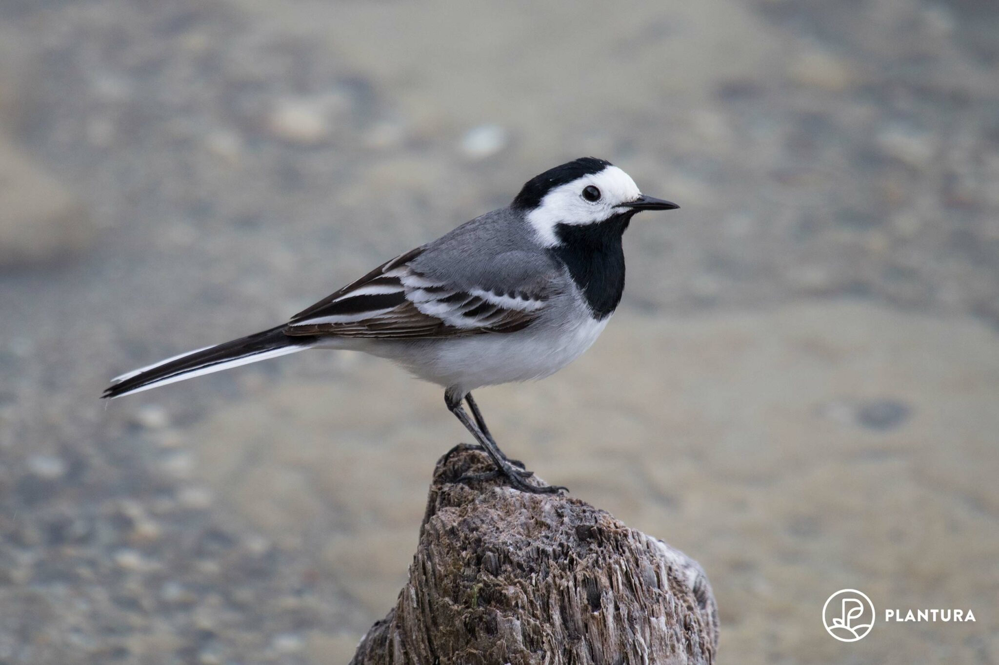 Pied wagtail: bird profile, juveniles & females - Plantura
