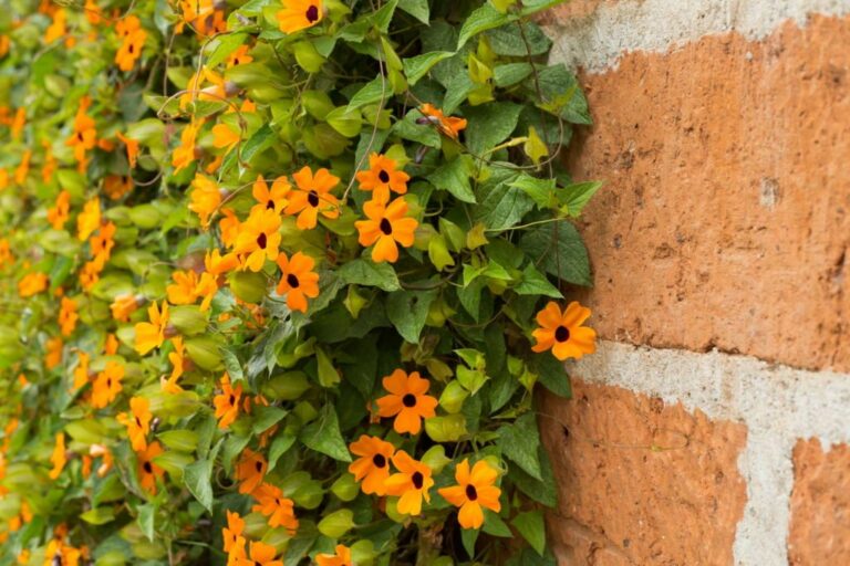 Climbing plants for fences & walls - Plantura