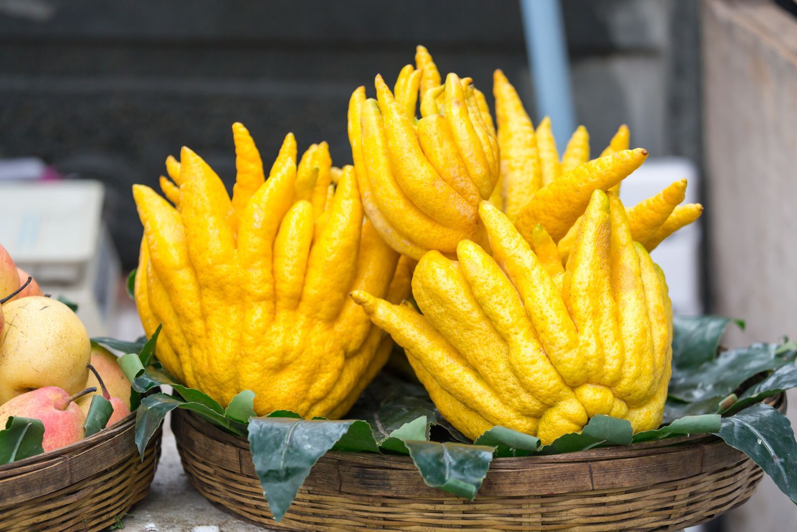 Buddha's hand: planting, overwintering & care - Plantura