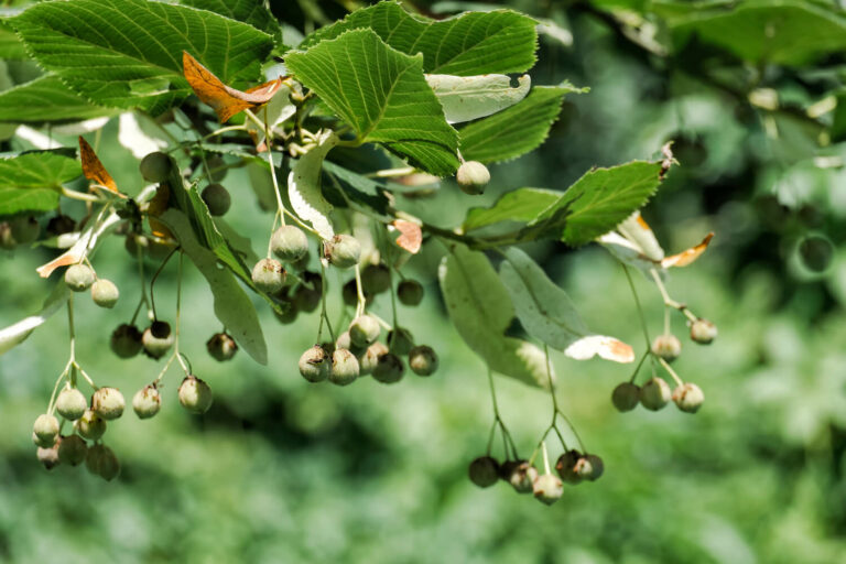 Linden flowers & leaves: harvest, uses & benefits - Plantura