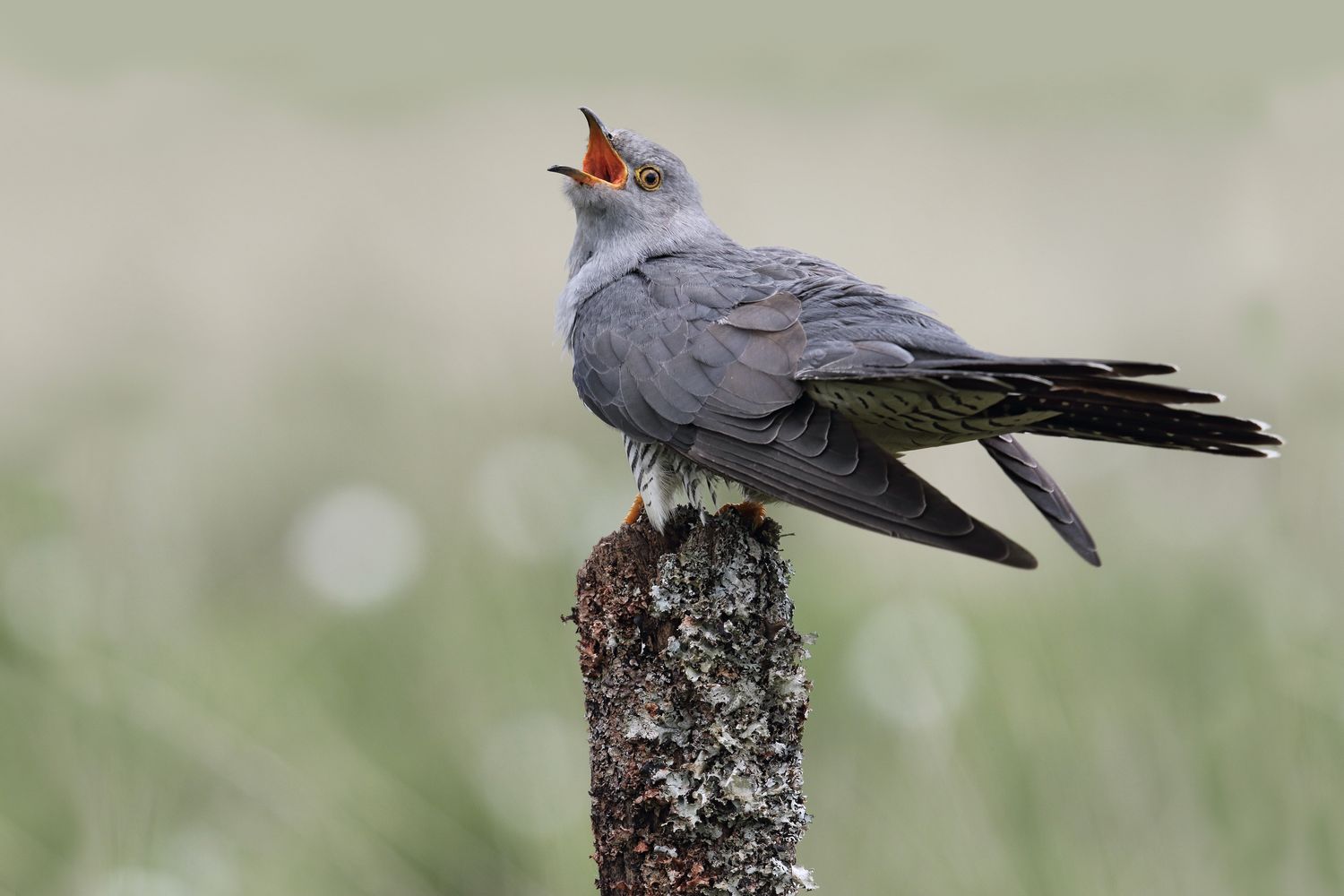 Common cuckoo: call, migration & facts - Plantura