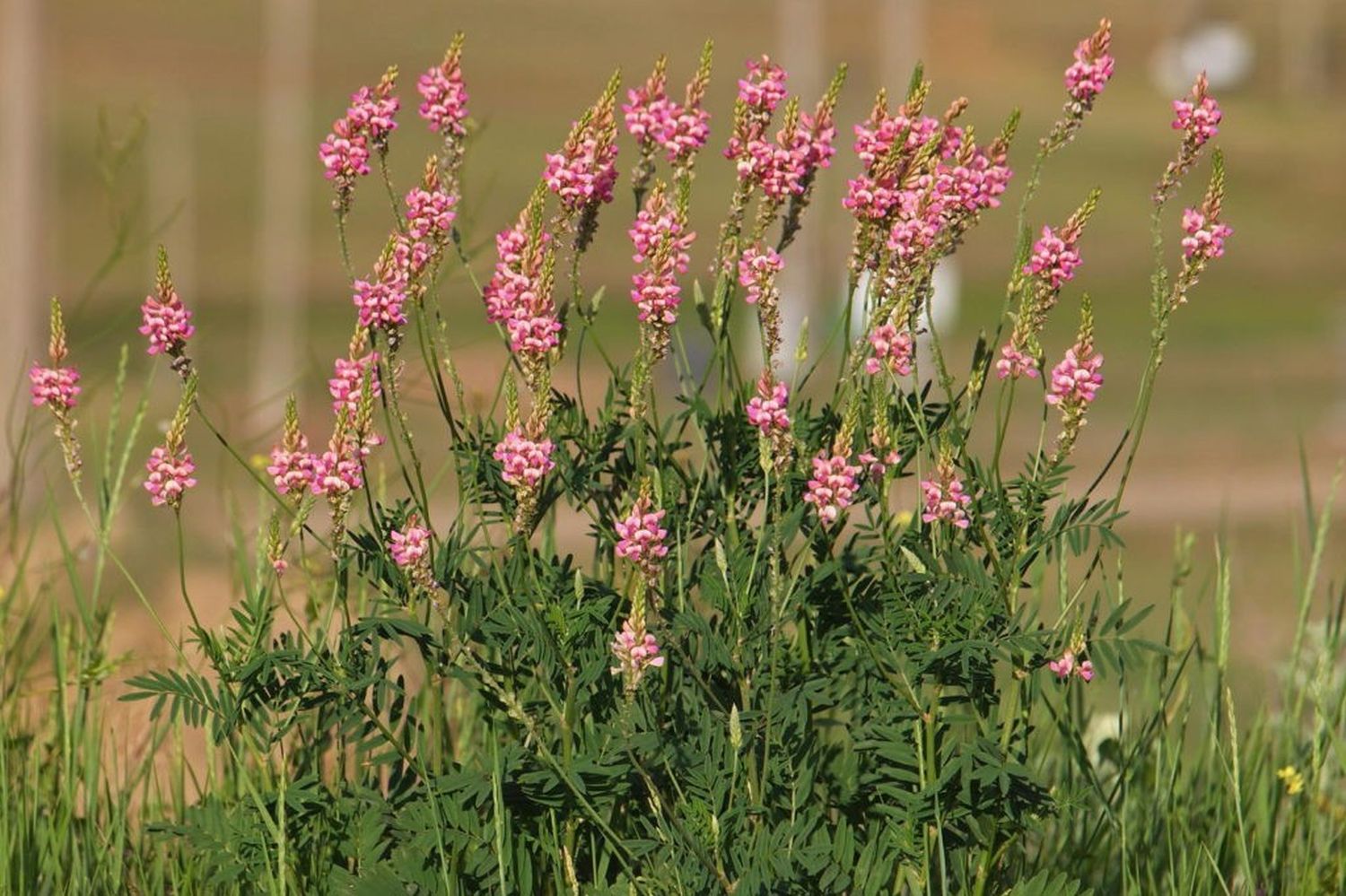 Bee-friendly plants: the 10 best plants for bees - Plantura