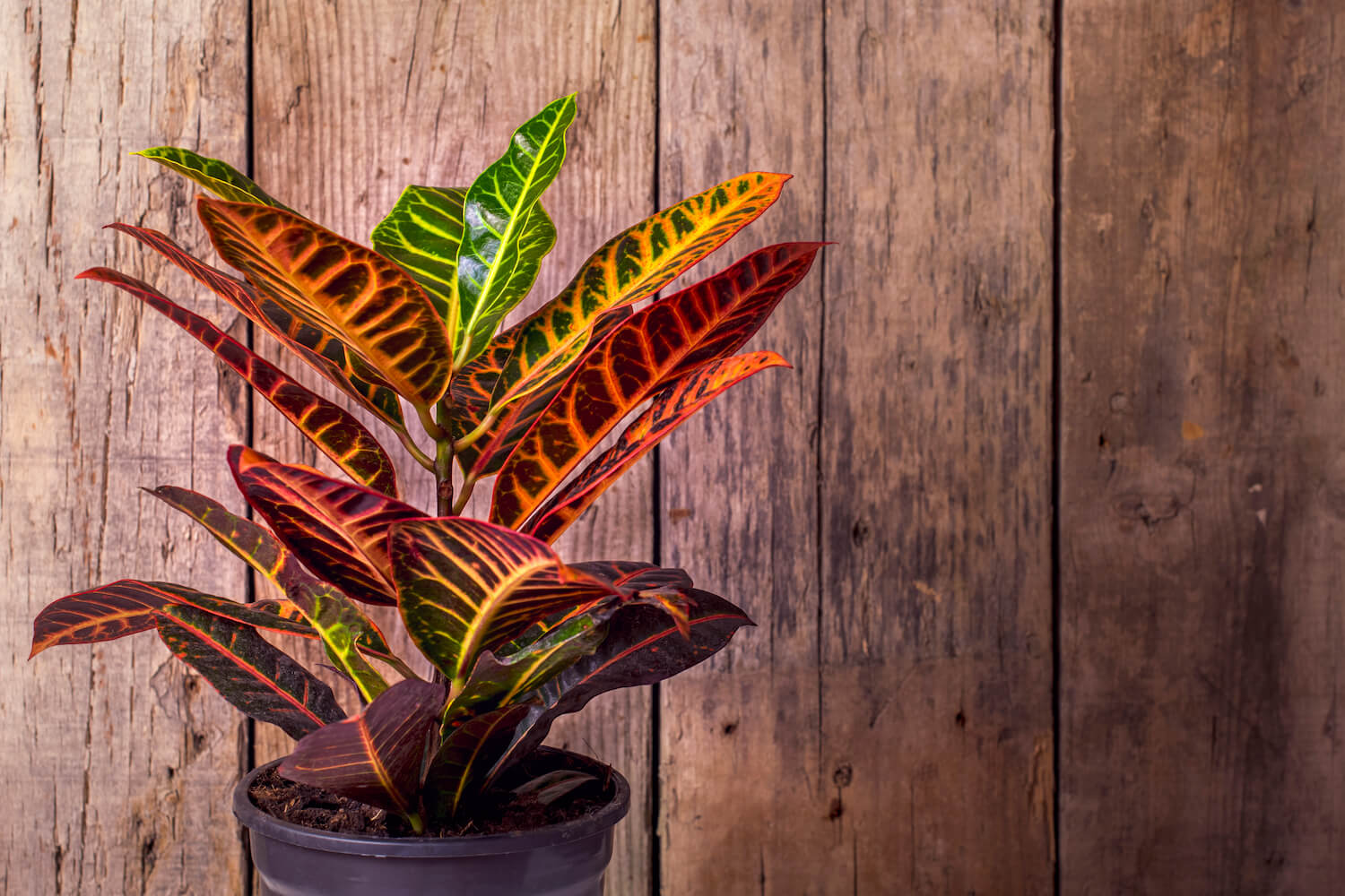 Croton: plant profile, varieties & care - Plantura