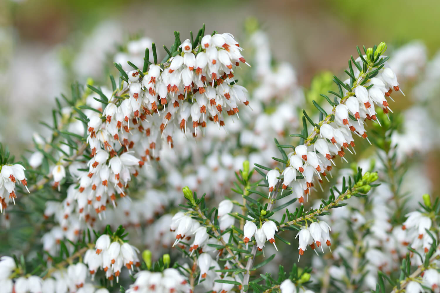 Erica carnea: cultivation & care for winter heath - Plantura