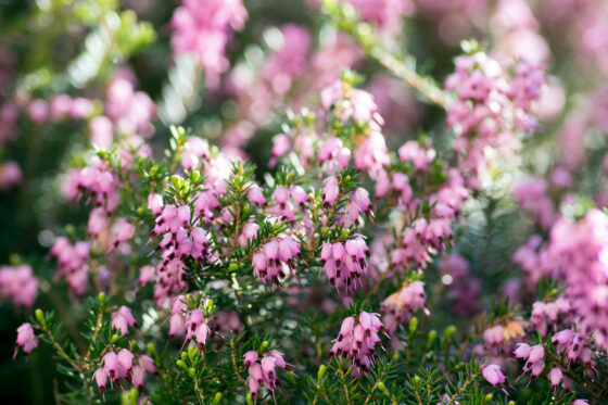 Erica carnea: cultivation & care for winter heath - Plantura