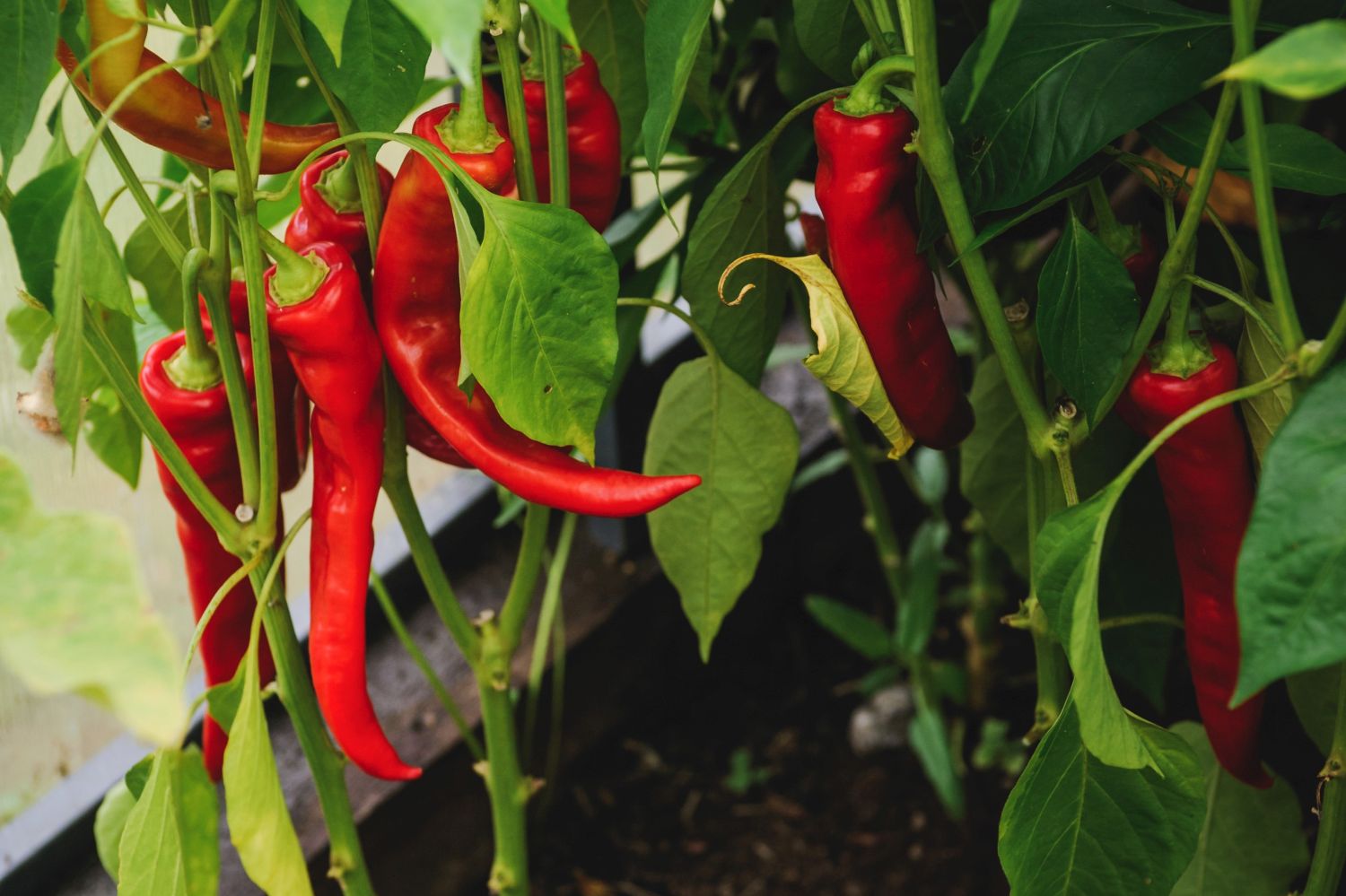 Feeding chilli plants: how & when - Plantura