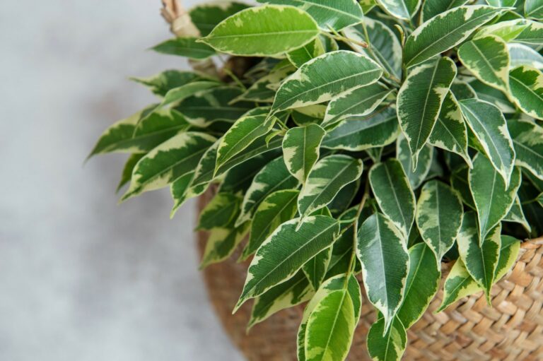 Ficus benjamina care: watering, pruning & more - Plantura