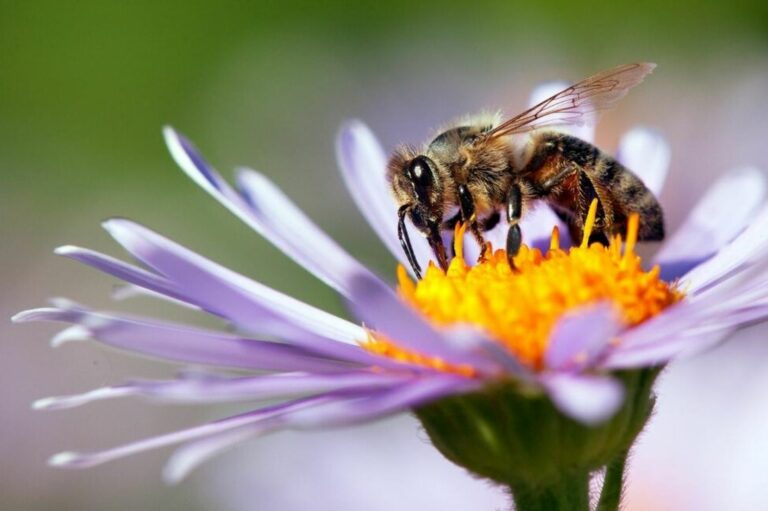 Flowers for bees: top 15 flowers to grow for bees - Plantura