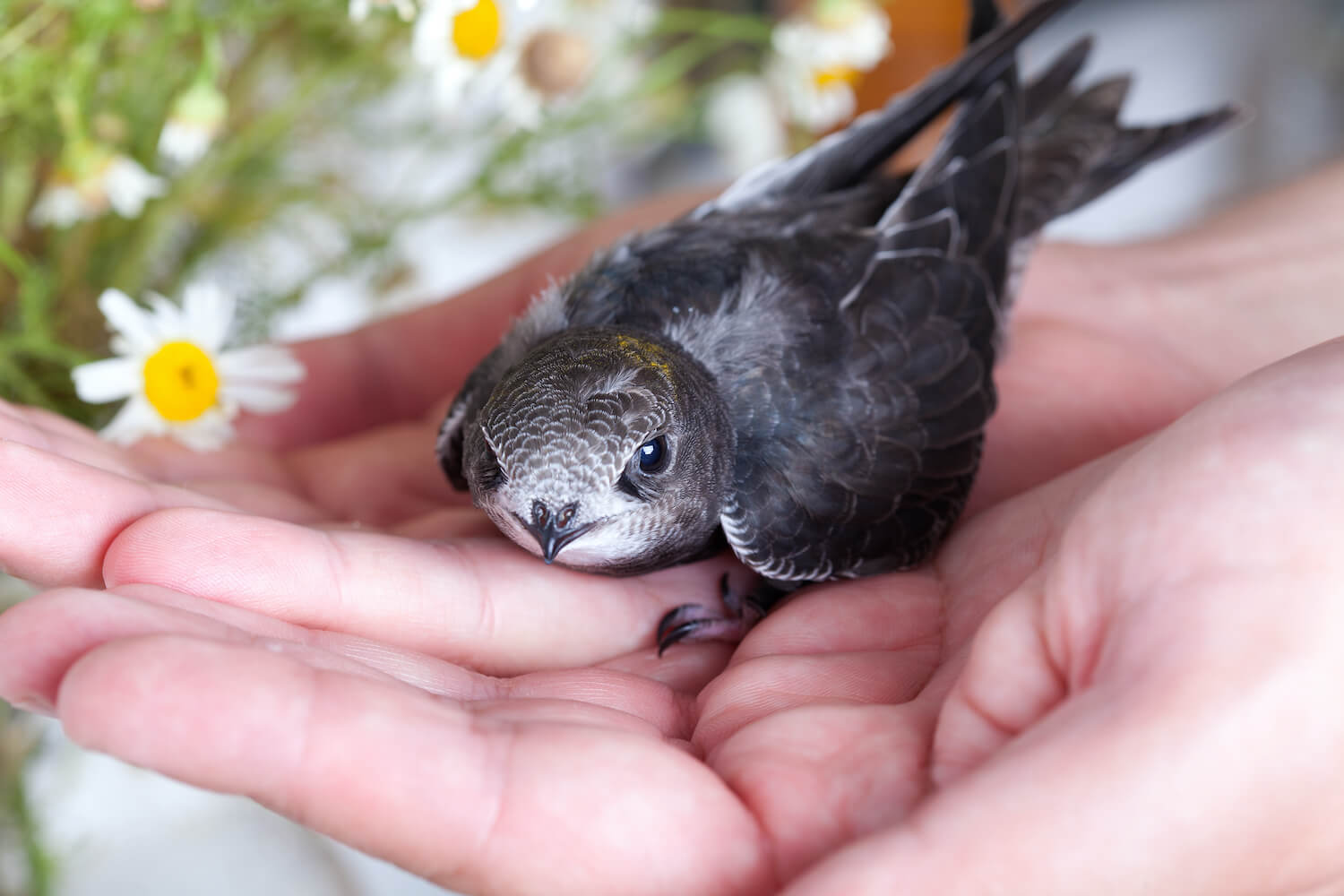 Common swift: habitat, food, breeding & more - Plantura