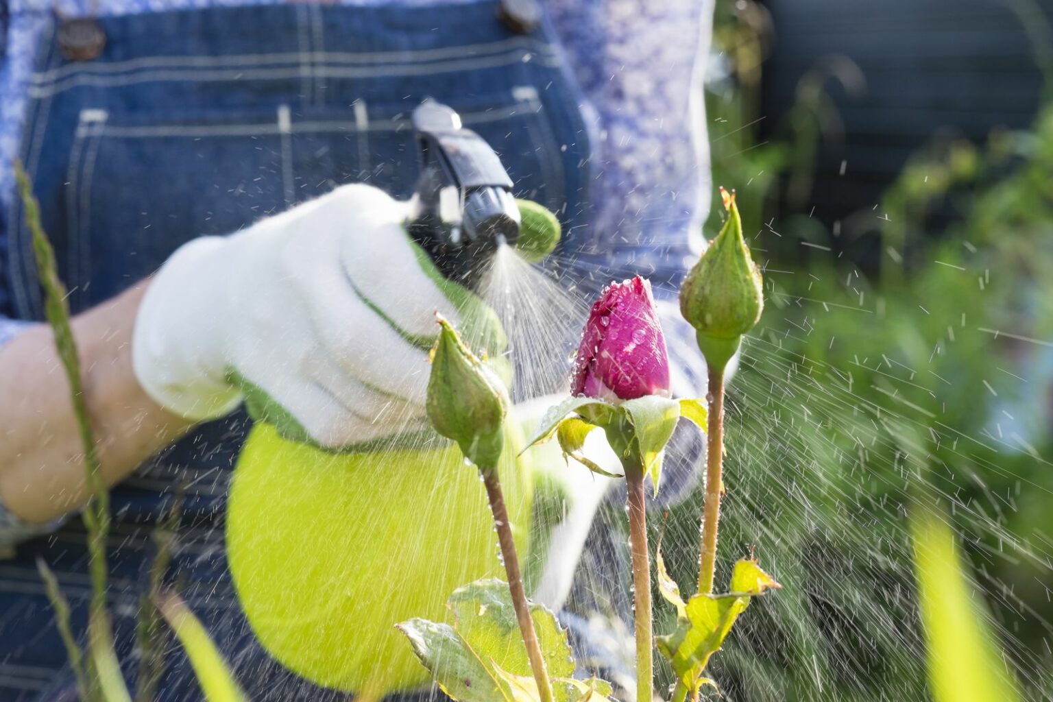 Mildew on roses: downy & powdery mildew - Plantura