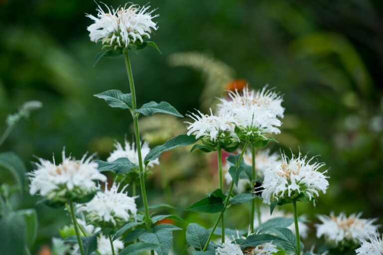 Monarda: propagation & care tips for bee balm - Plantura