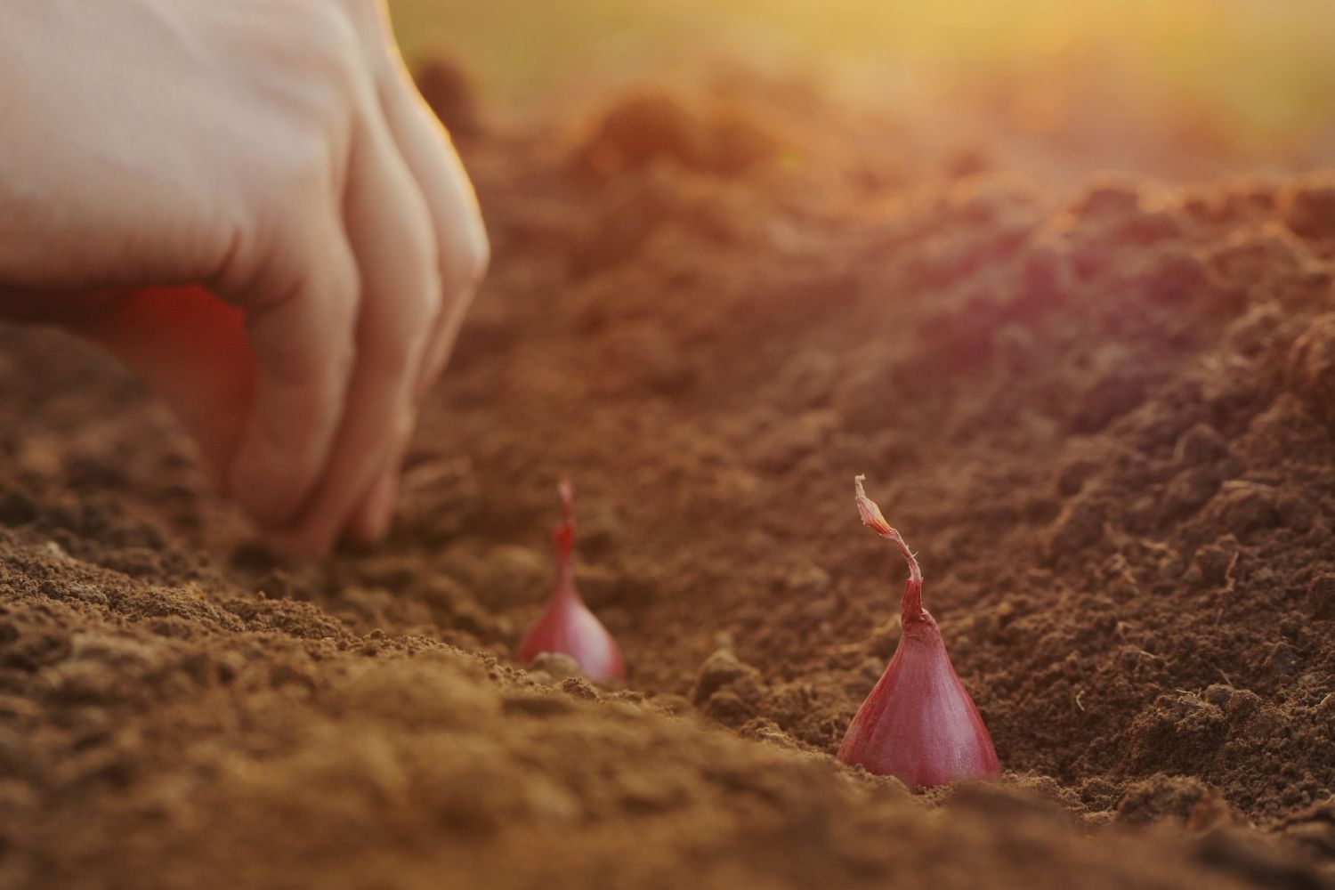 Tree onion: growing & harvesting walking onions - Plantura