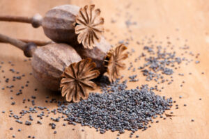 Red poppy: how to grow Papaver rhoeas - Plantura