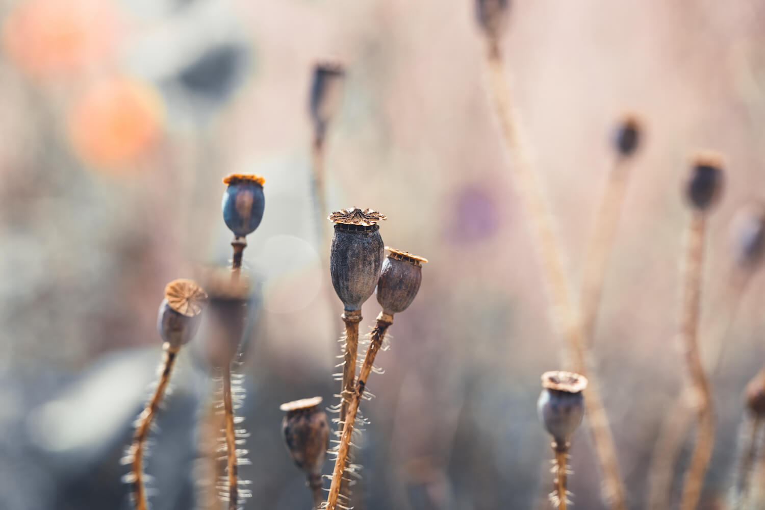 Red poppy: how to grow Papaver rhoeas - Plantura