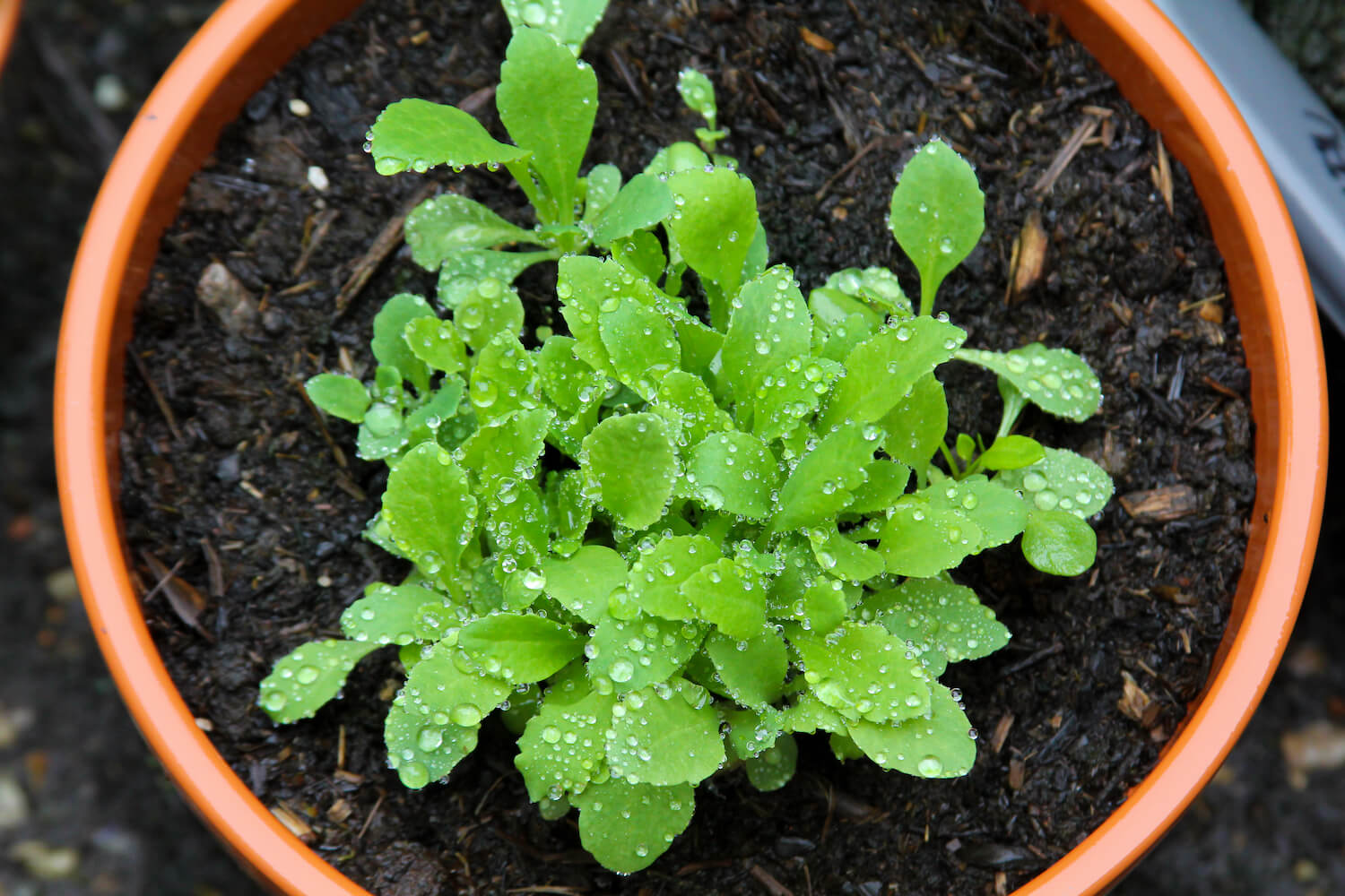 Red poppy: how to grow Papaver rhoeas - Plantura