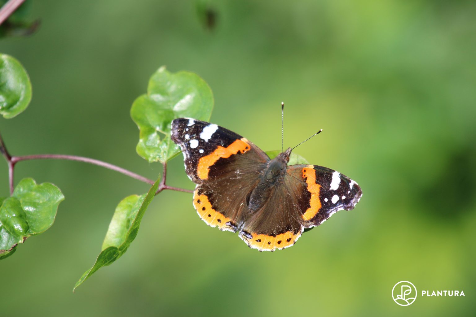 Common types of butterflies in the UK - Plantura