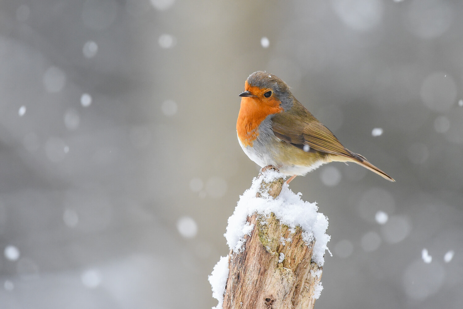 Bird migration: definition, routes & examples - Plantura