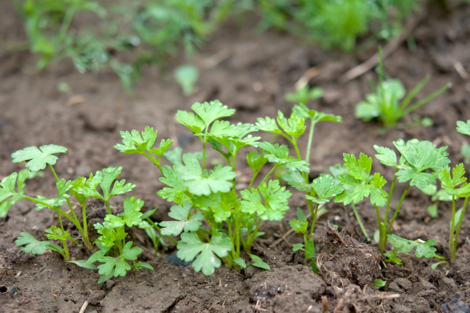 Growing parsley: from sowing to harvesting - Plantura