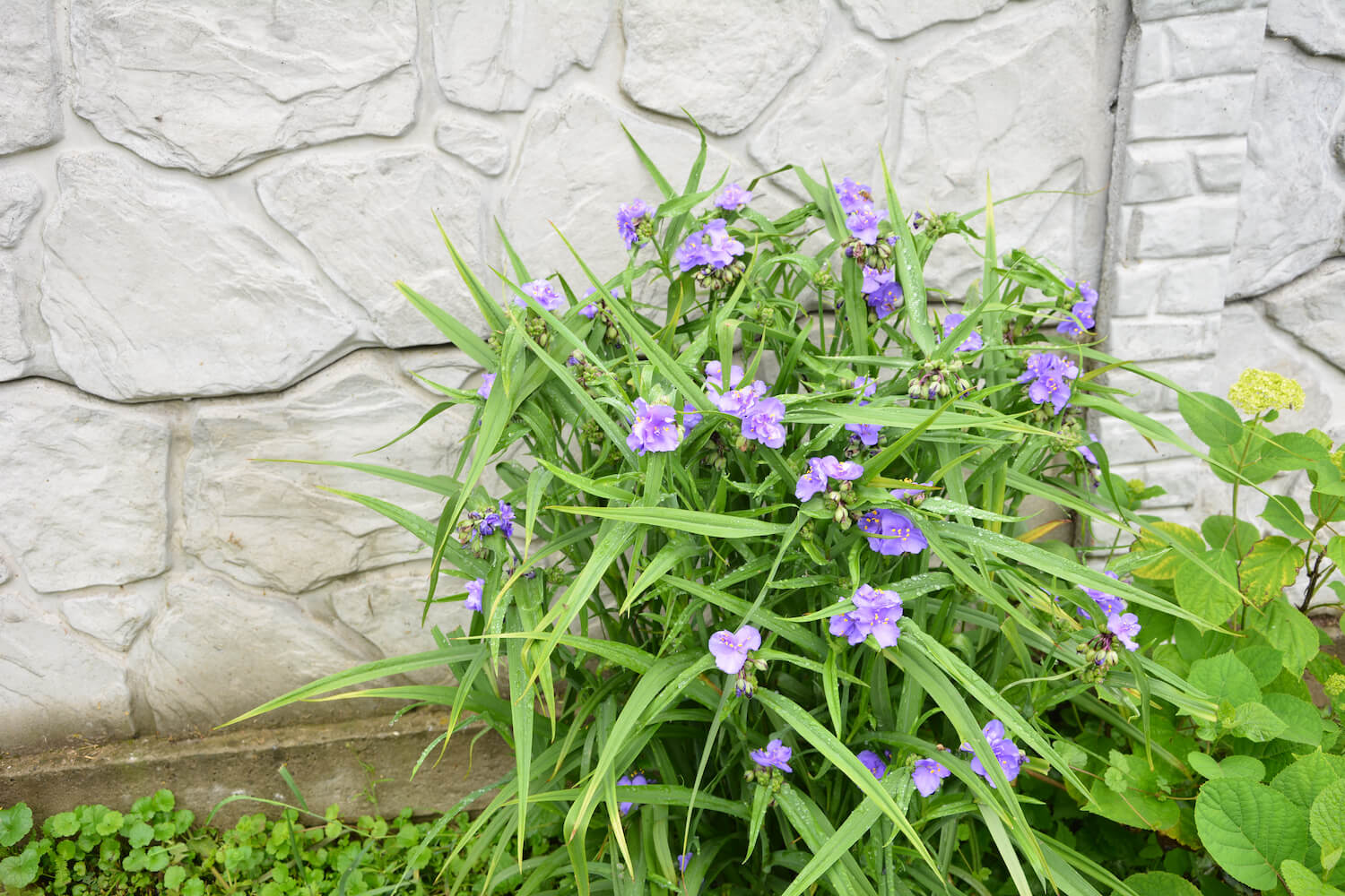 Tradescantia: planting & caring for spiderwort - Plantura
