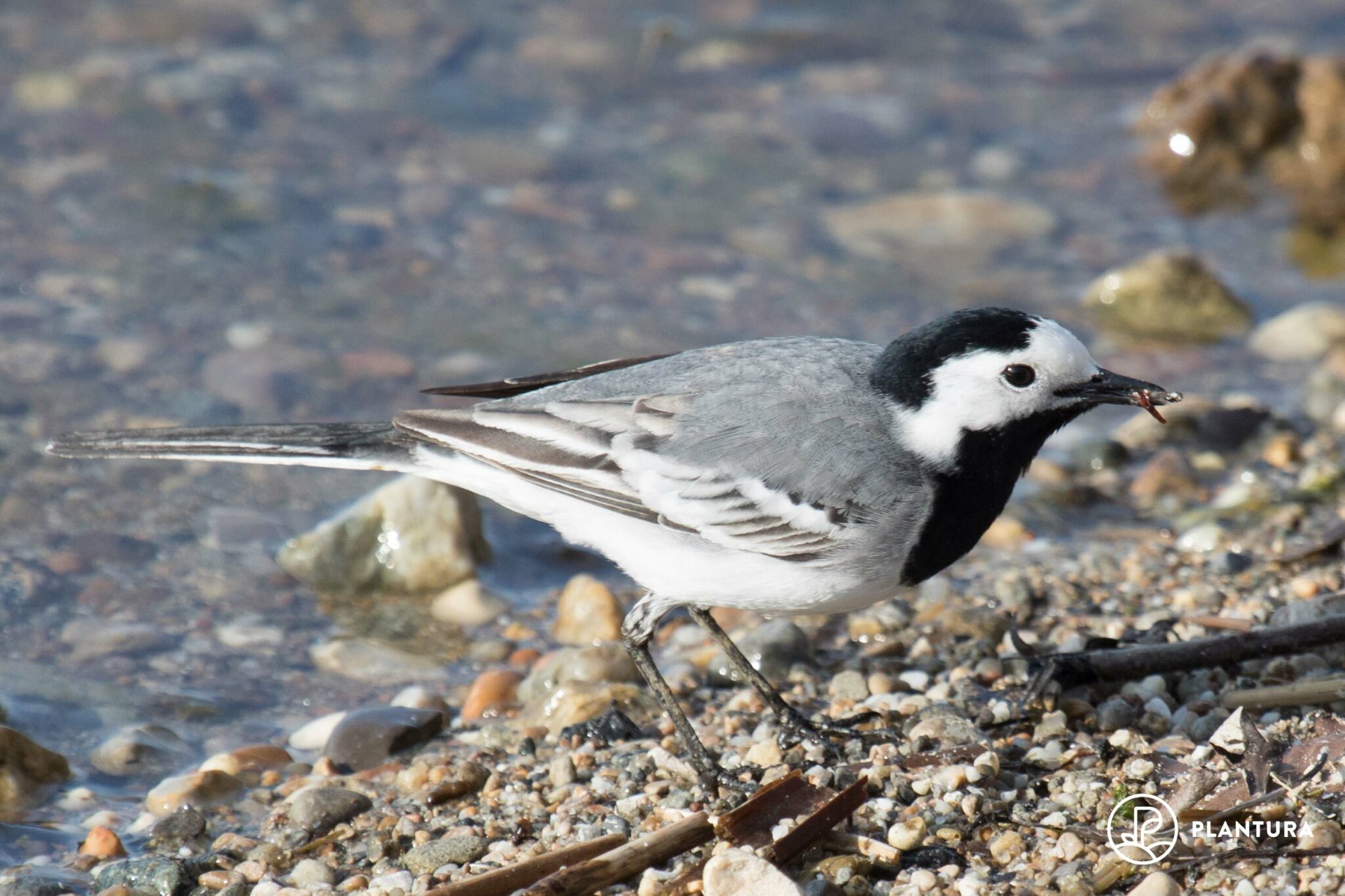 Pied wagtail: bird profile, juveniles & females - Plantura