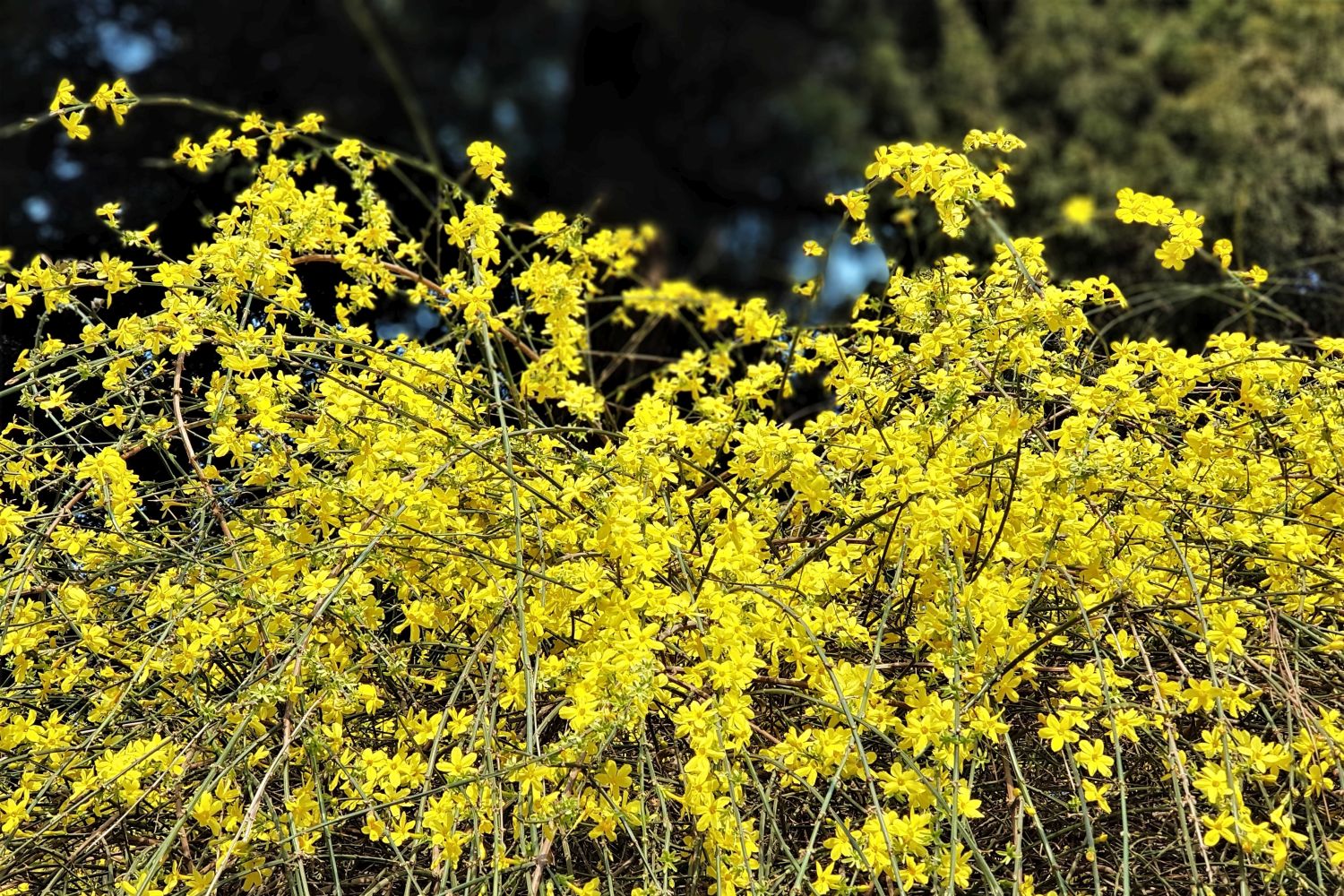 Winter jasmine: care, propagation & more - Plantura