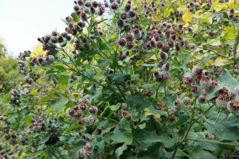 Burdock: growing, care & benefits - Plantura