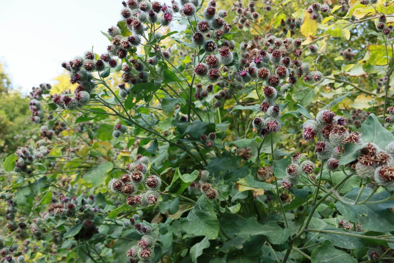 Burdock: growing, care & benefits - Plantura