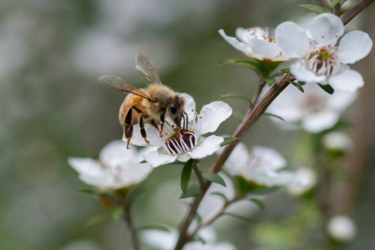 Bee-friendly shrubs for the garden - Plantura