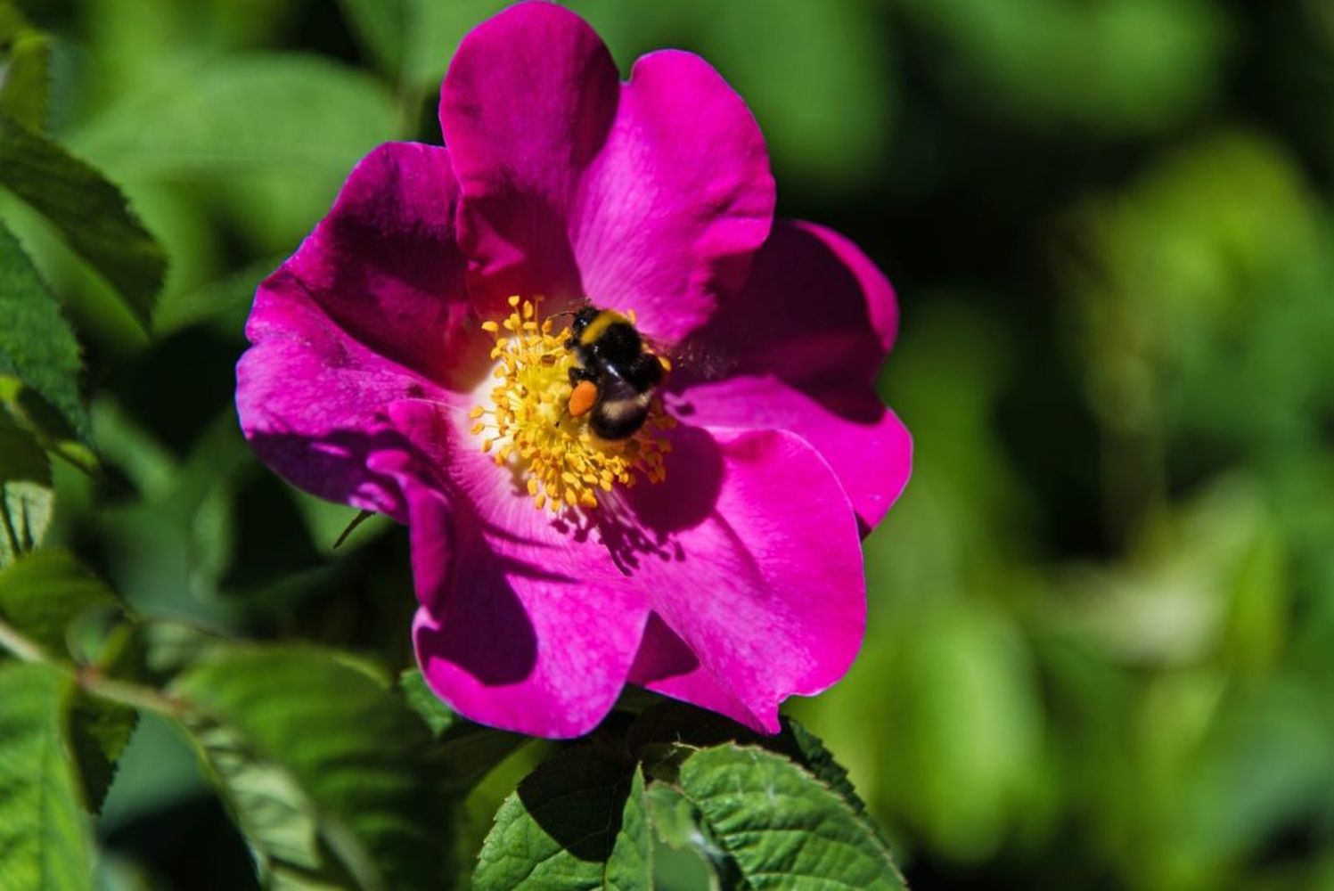 Bee-friendly shrubs for the garden - Plantura