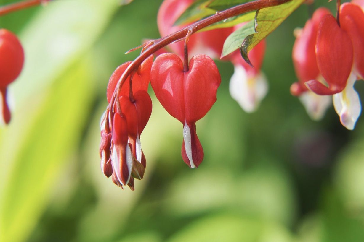 Bleeding heart: varieties, planting & care tips - Plantura
