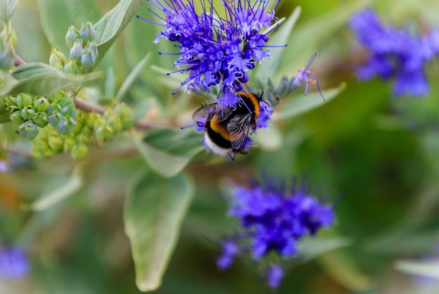 Bee-friendly shrubs for the garden - Plantura