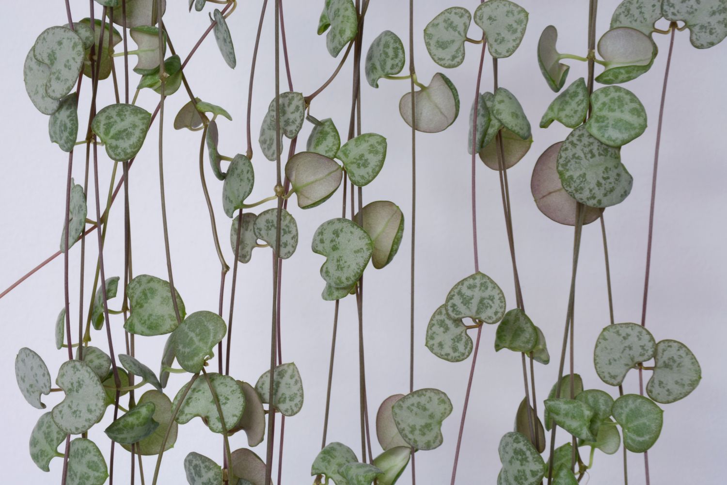 Ceropegia: planting, care & propagation - Plantura
