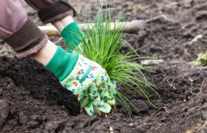 How to grow chives: how & where to plant them - Plantura