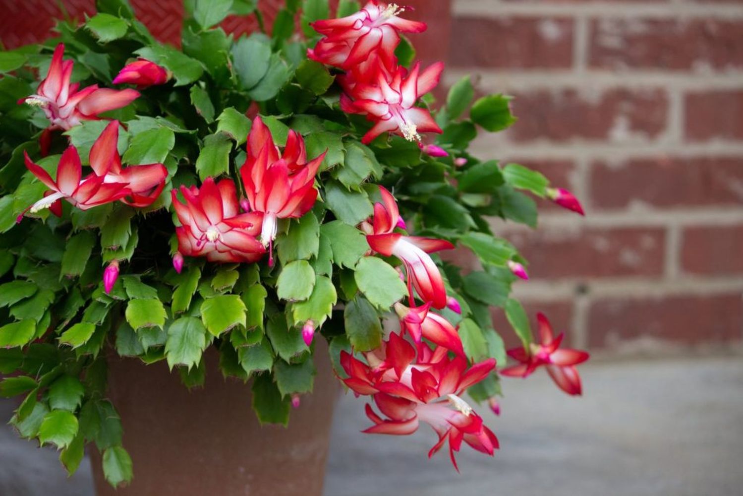 Christmas plants: plants for the festive season - Plantura