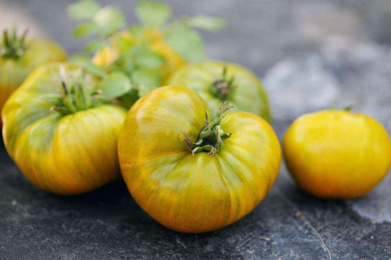Green tomato varieties - Plantura