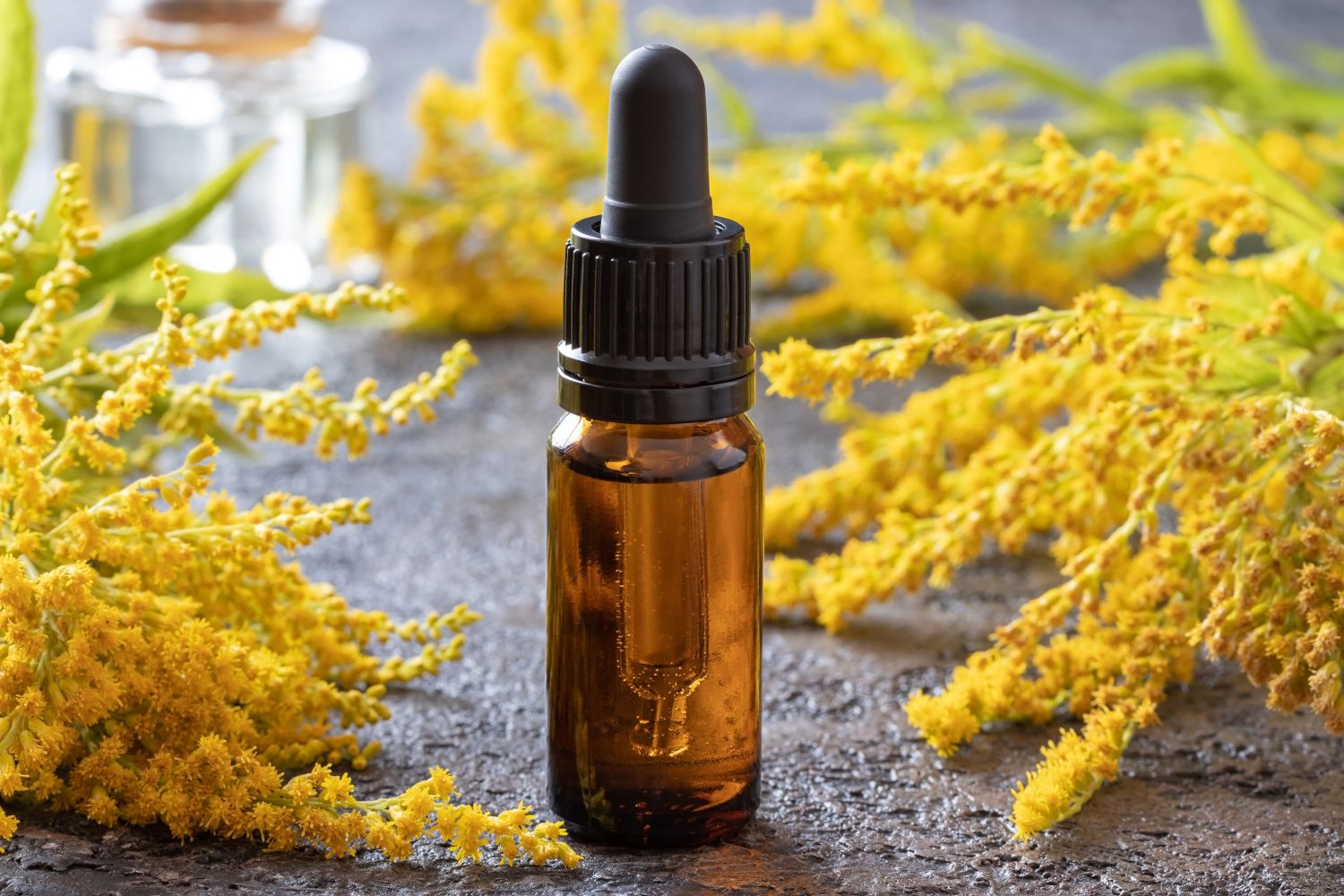 Goldenrod: varieties, care tips, uses & more - Plantura