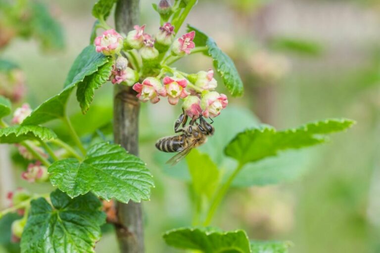 Bee-friendly shrubs for the garden - Plantura