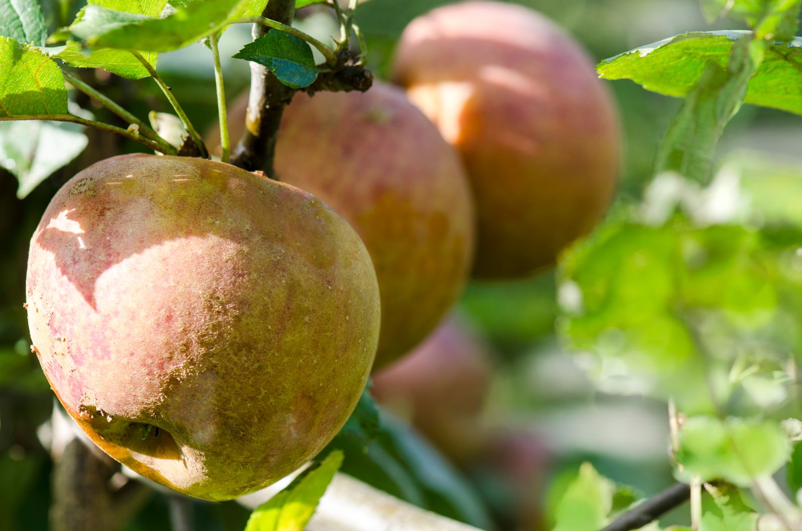 Belle de Boskoop apple variety: taste & harvest - Plantura