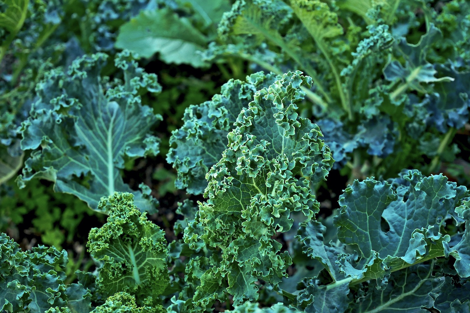 Kale: the vegetable from A to Z - Plantura