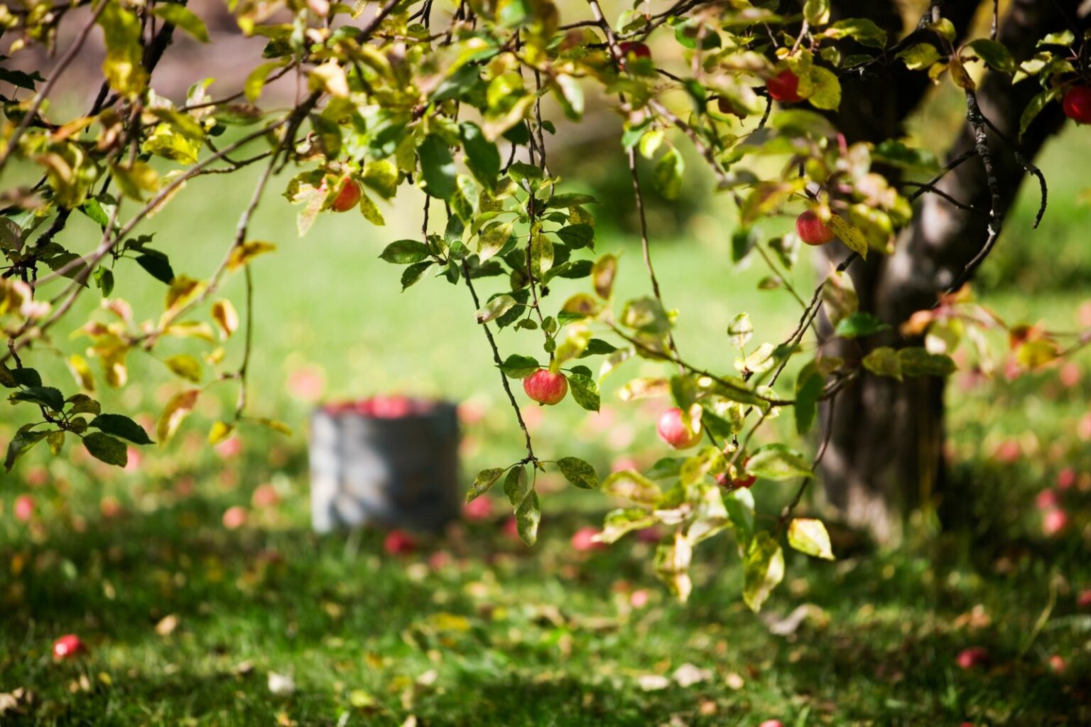 Elstar apple: taste, location & harvest - Plantura