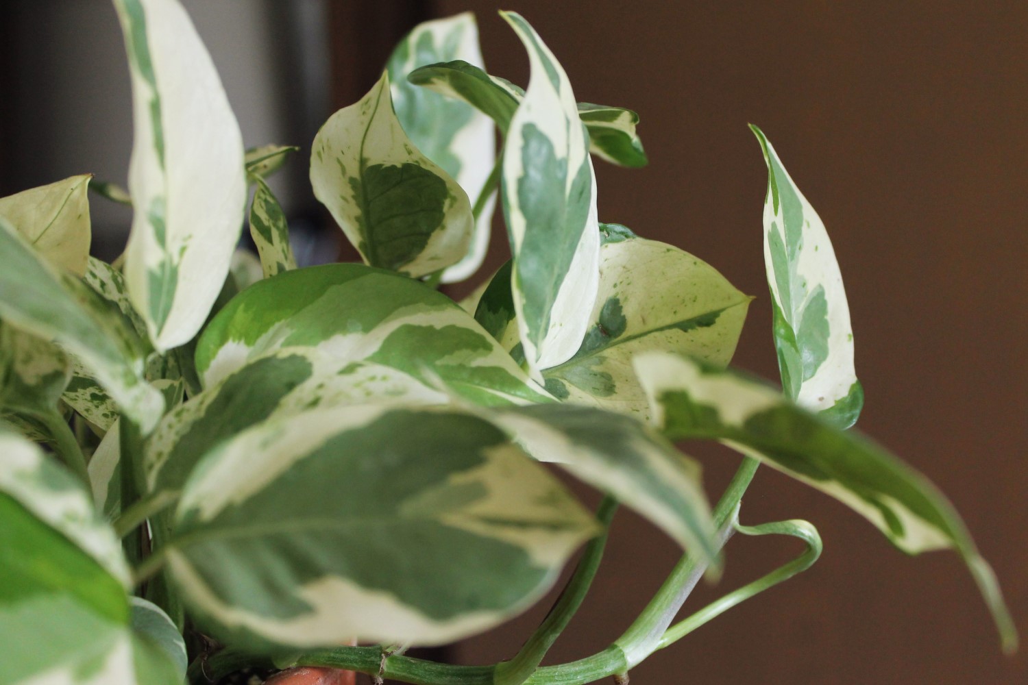 Pothos varieties & species - Plantura