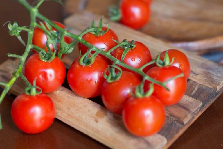 Primabella tomato: cultivation tips - Plantura