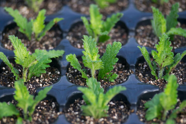 Lemon verbena: planting & propagation - Plantura