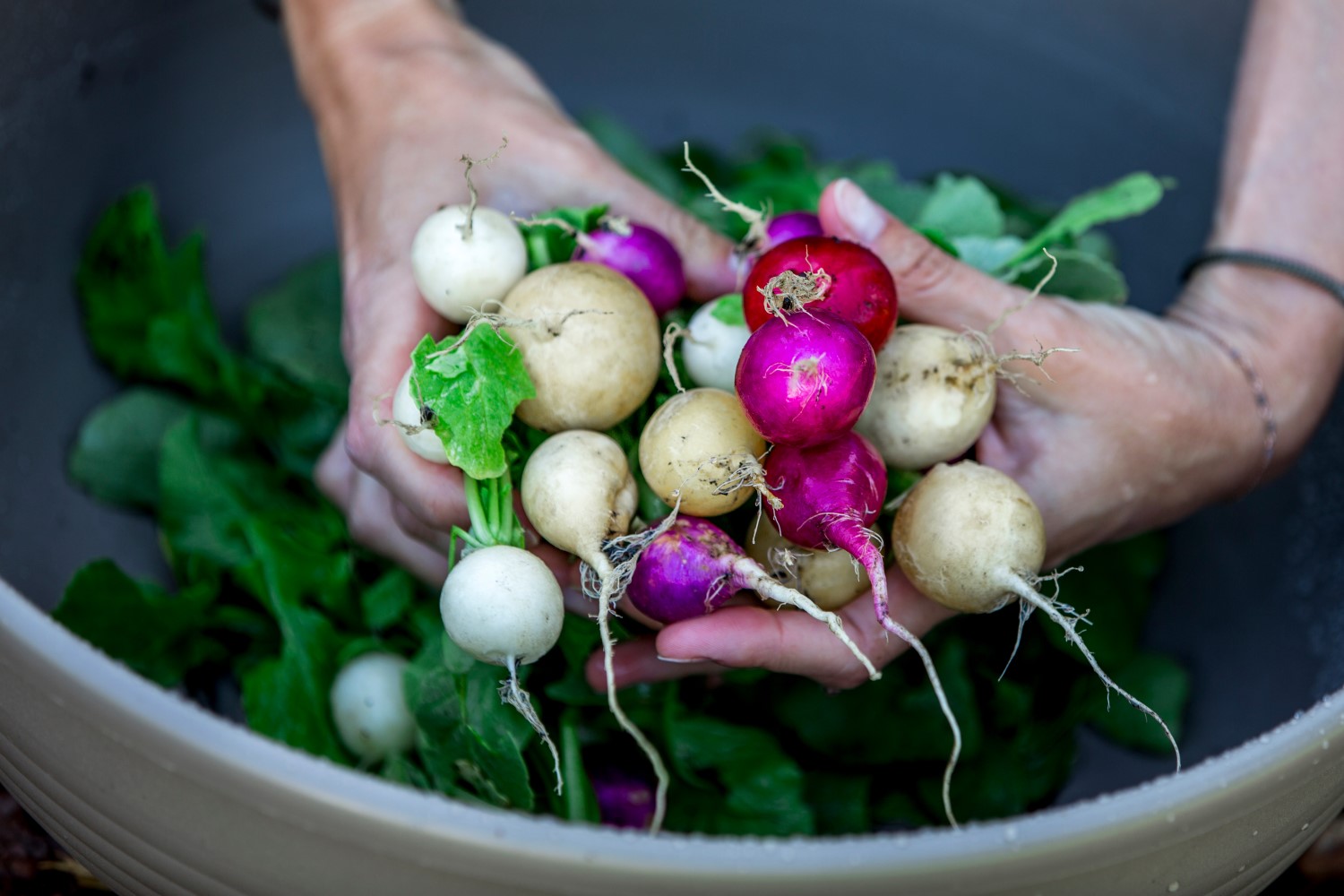 Types of radishes to grow at home - Plantura