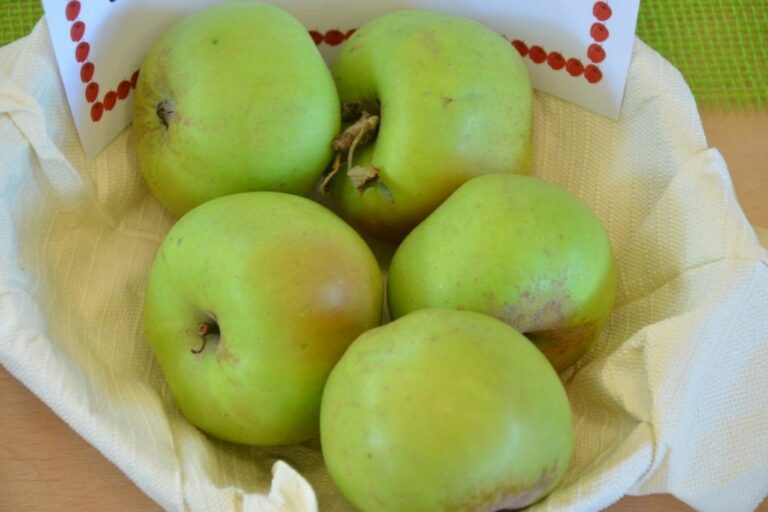 Reinette du Canada apple: how to grow - Plantura